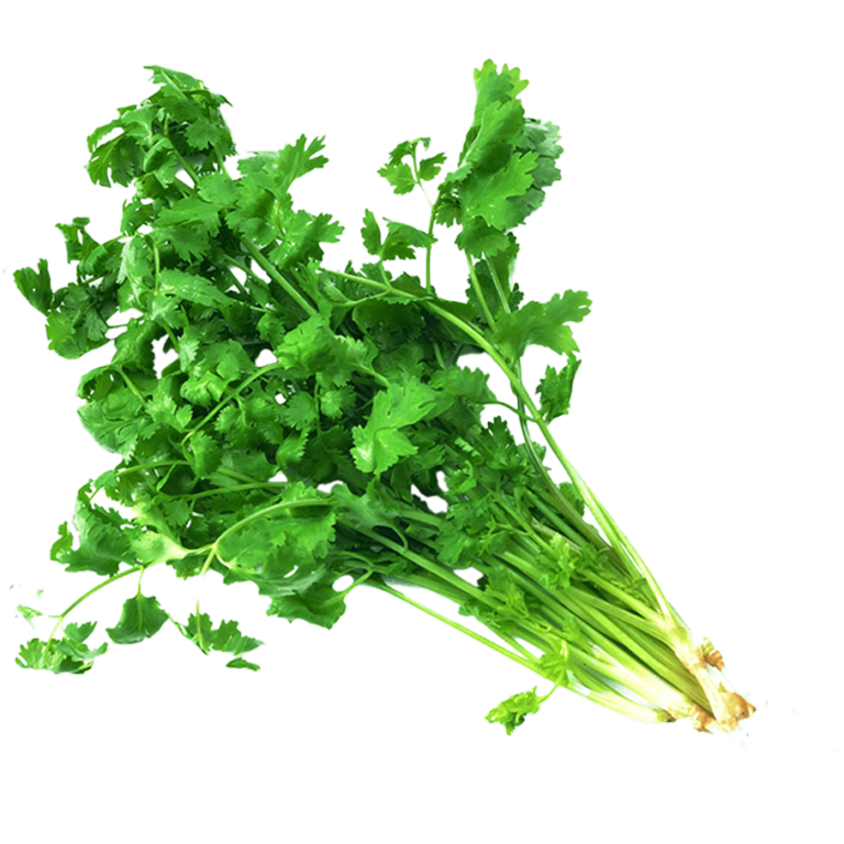 Cilantro – 60 Ct – Capital Produce of Virginia